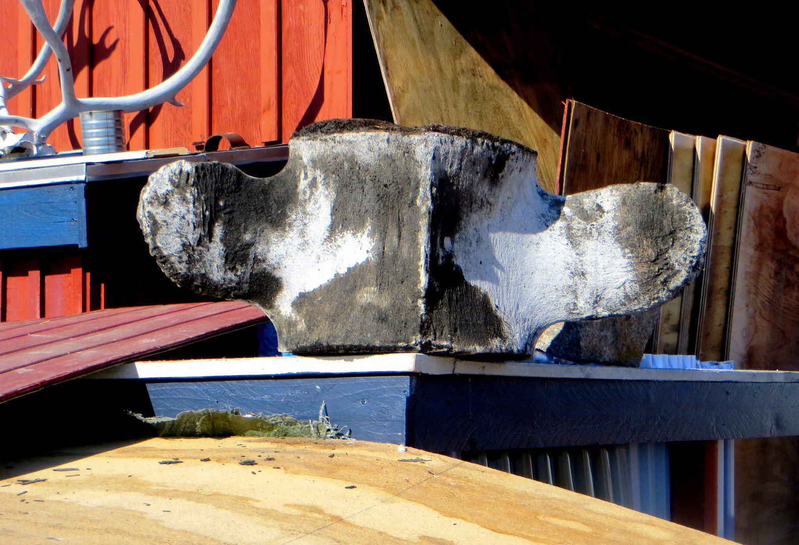 un petit os !!!! photo et image | animations photographiques, exercices ...