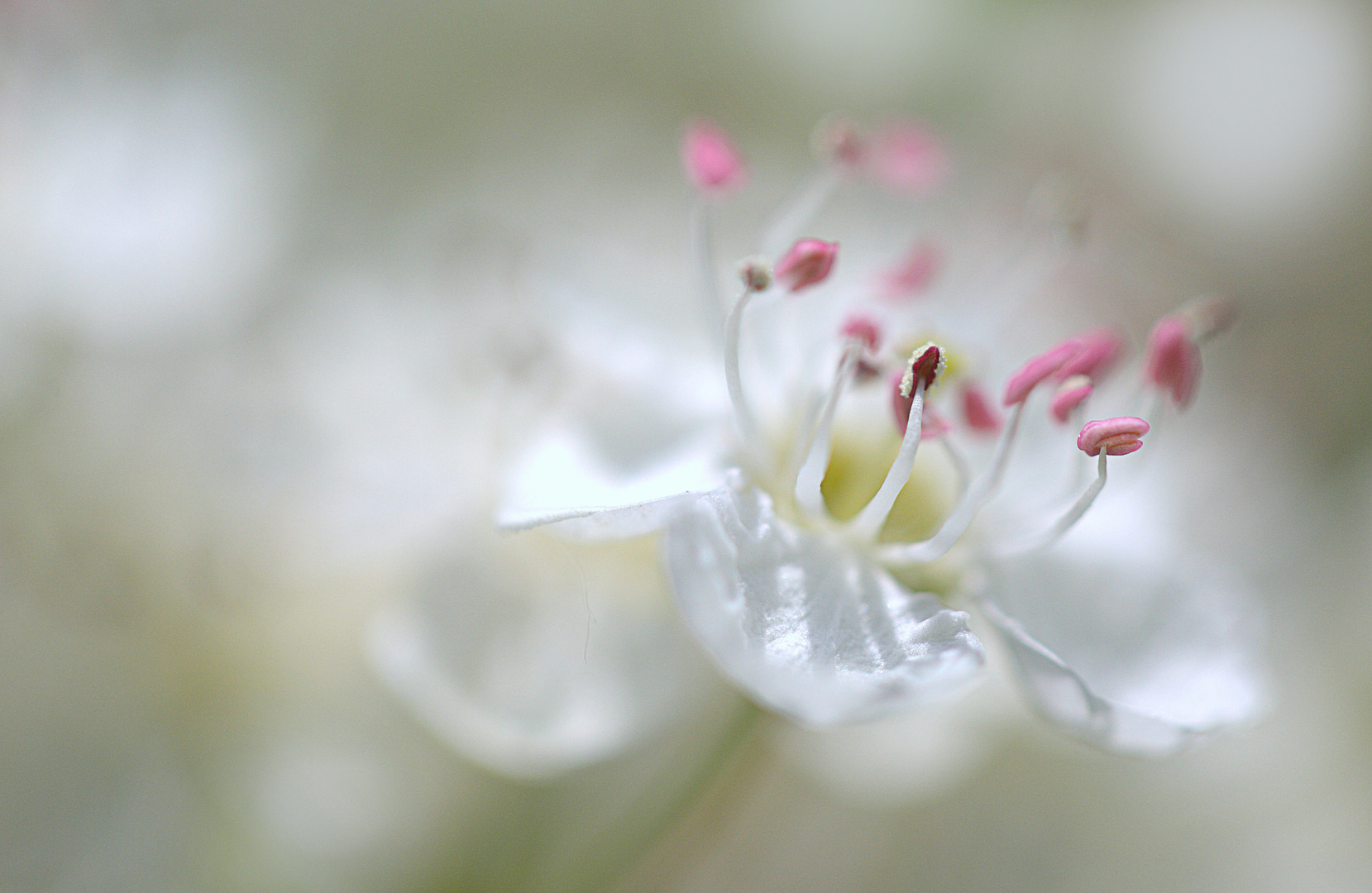 un peu de douceur photo et image | Images fotocommunity