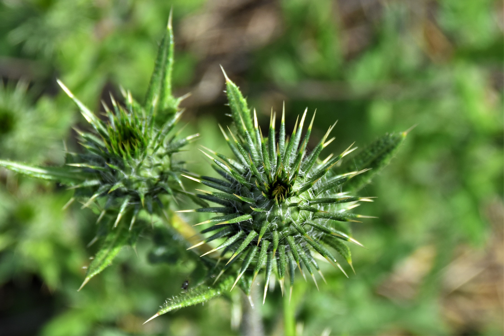 Un peu de piquant photo et image | fleurs, france, nature Images ...