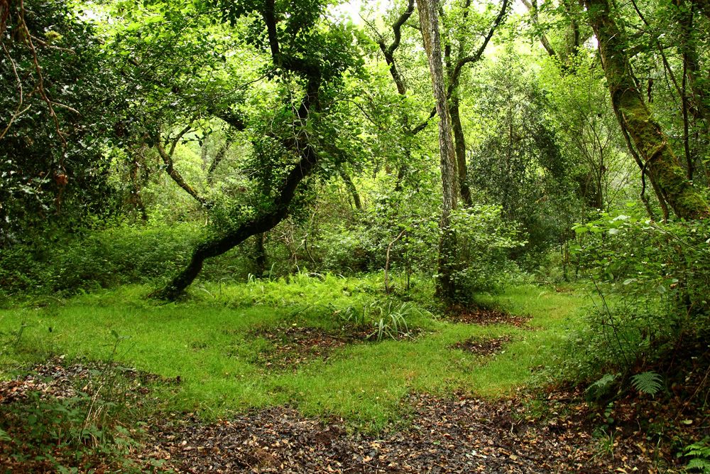un peu de verdure !!!! photo et image | paysages, paysages de campagne ...