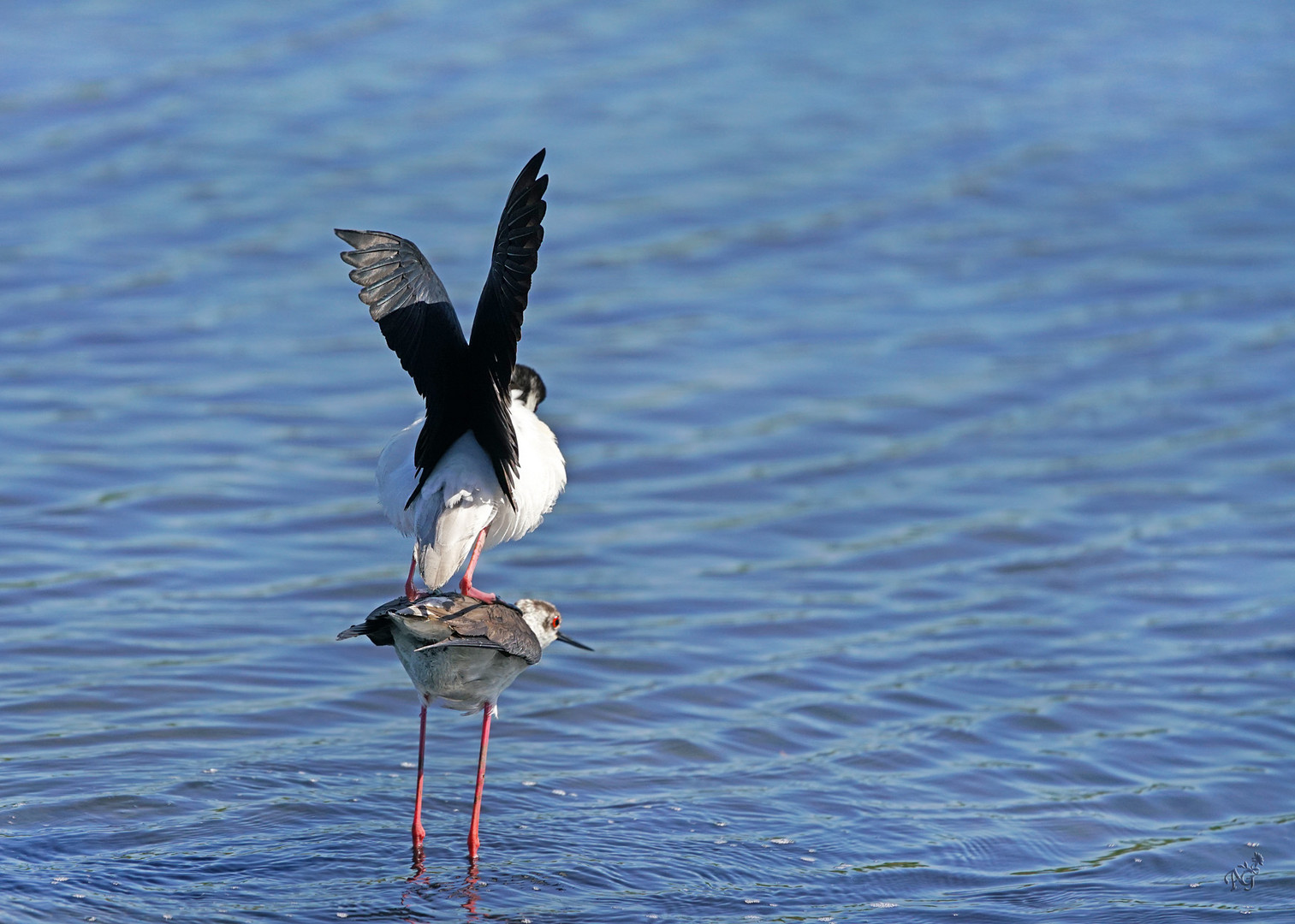 Un peu plus tard ..... photo et image | animaux, animaux sauvages ...