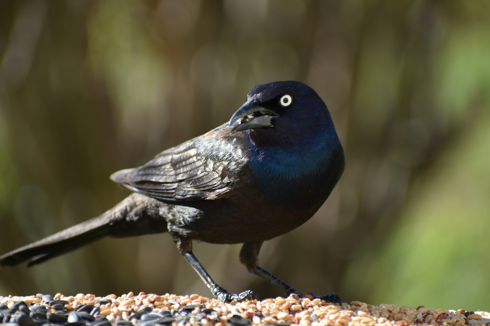 Un quiscale à la mangeoire photo et image | animaux, nature, canada ...