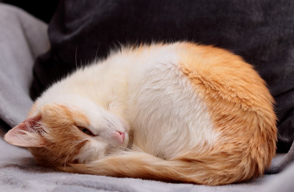 un repos bien mérité photo et image | animaux, animaux domestiques ...