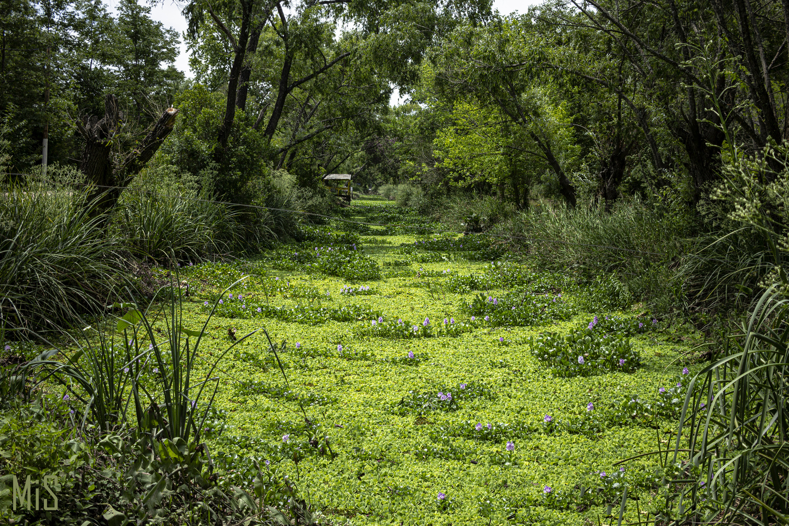 Un río de plantas acuáticas Imagen & Foto | fotos, world, natur Fotos ...
