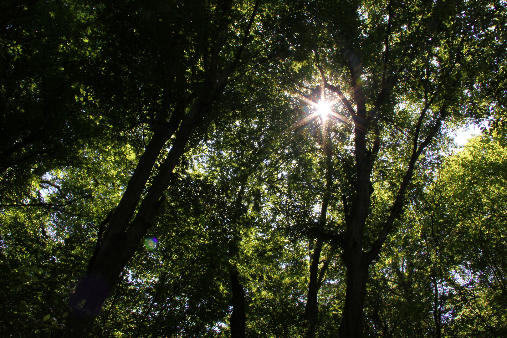 un tetto di foglie e rami Foto % Immagini| tecniche speciali, il ...