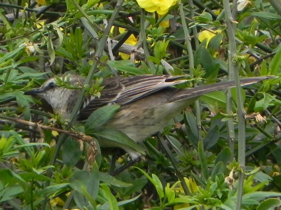 UN TIMIDO GORRION Imagen & Foto | animales, naturaleza diversa , aves ...