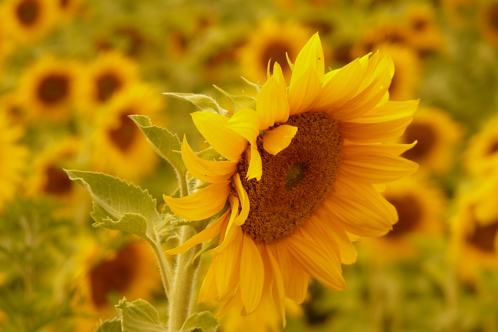 Un tournesol photo et image | les saisons, eté, nature Images fotocommunity