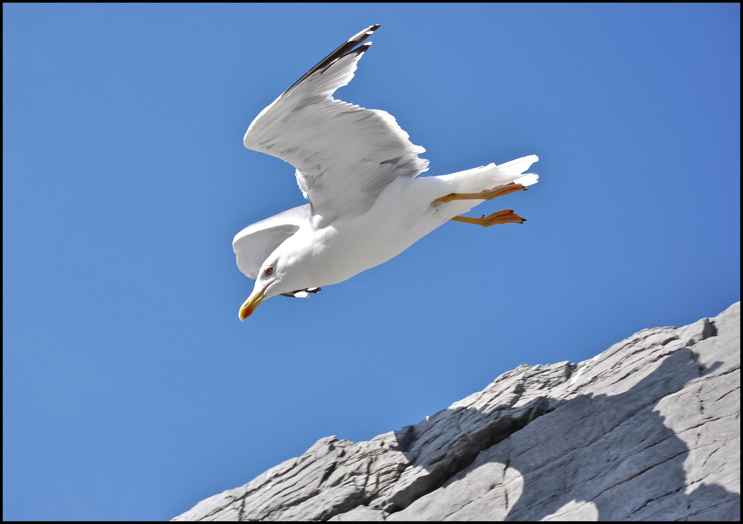 un tuffo nel blu... Foto % Immagini| animali, natura Foto su fotocommunity