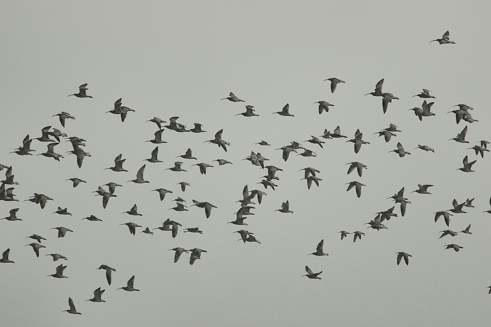 Un vol d'oiseau ! photo et image | animaux, animaux sauvages, oiseaux ...