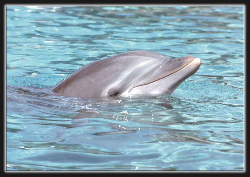 UNA BOCCATA D'ARIA...... Foto % Immagini| animali, pesci e molluschi ...