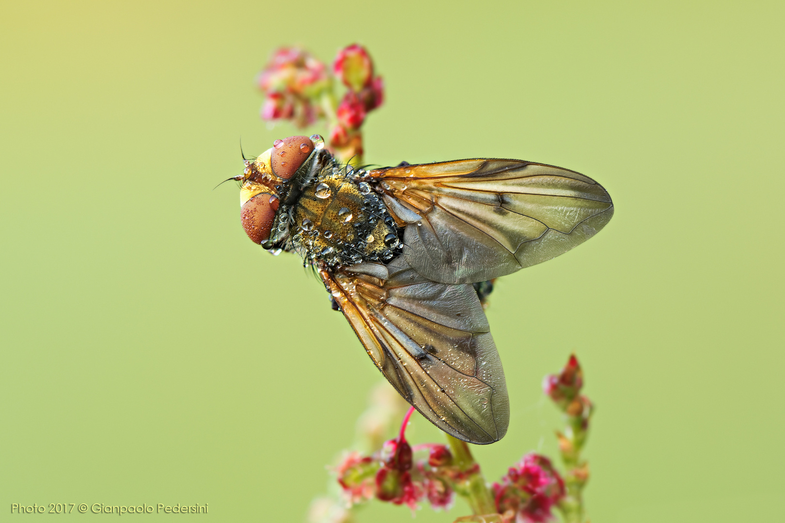 Una delle "mosche " più belle Foto % Immagini| macro, mosca, insetti ...