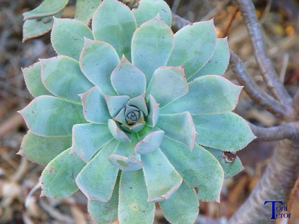 Una especie de verol Imagen & Foto | plantas, gran canaria, teror Fotos ...