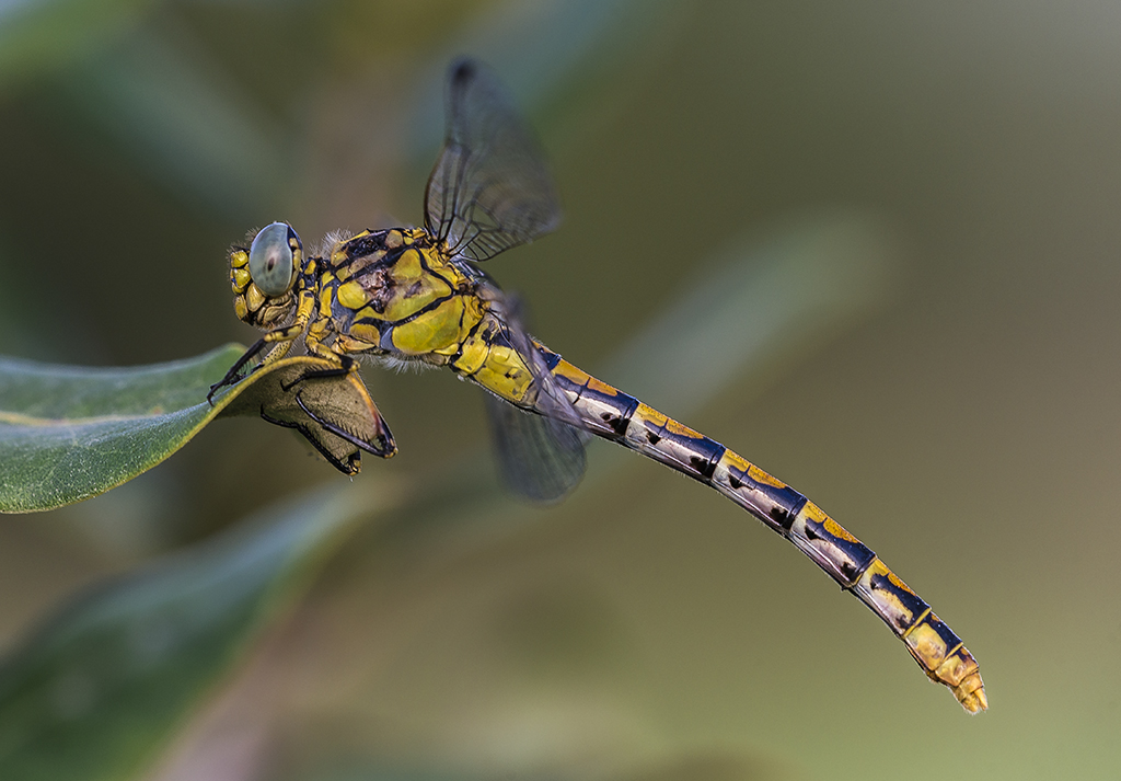 una libelula Imagen & Foto | macrofotografía, animales, naturaleza ...
