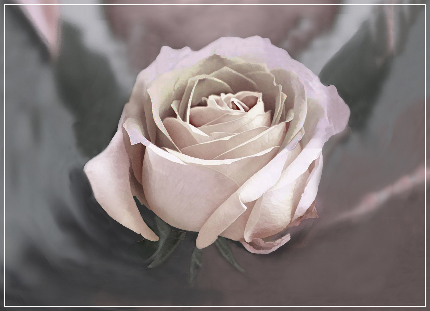 Una Rosa Foto & Bild | natur, macro, stillleben Bilder auf fotocommunity