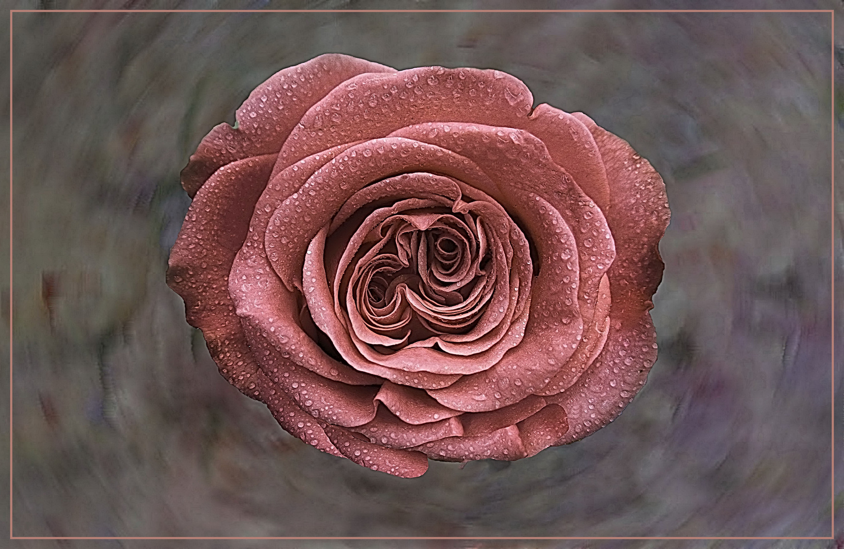 Una rosa muy especial Foto & Bild | macro , natur, macro Bilder auf ...