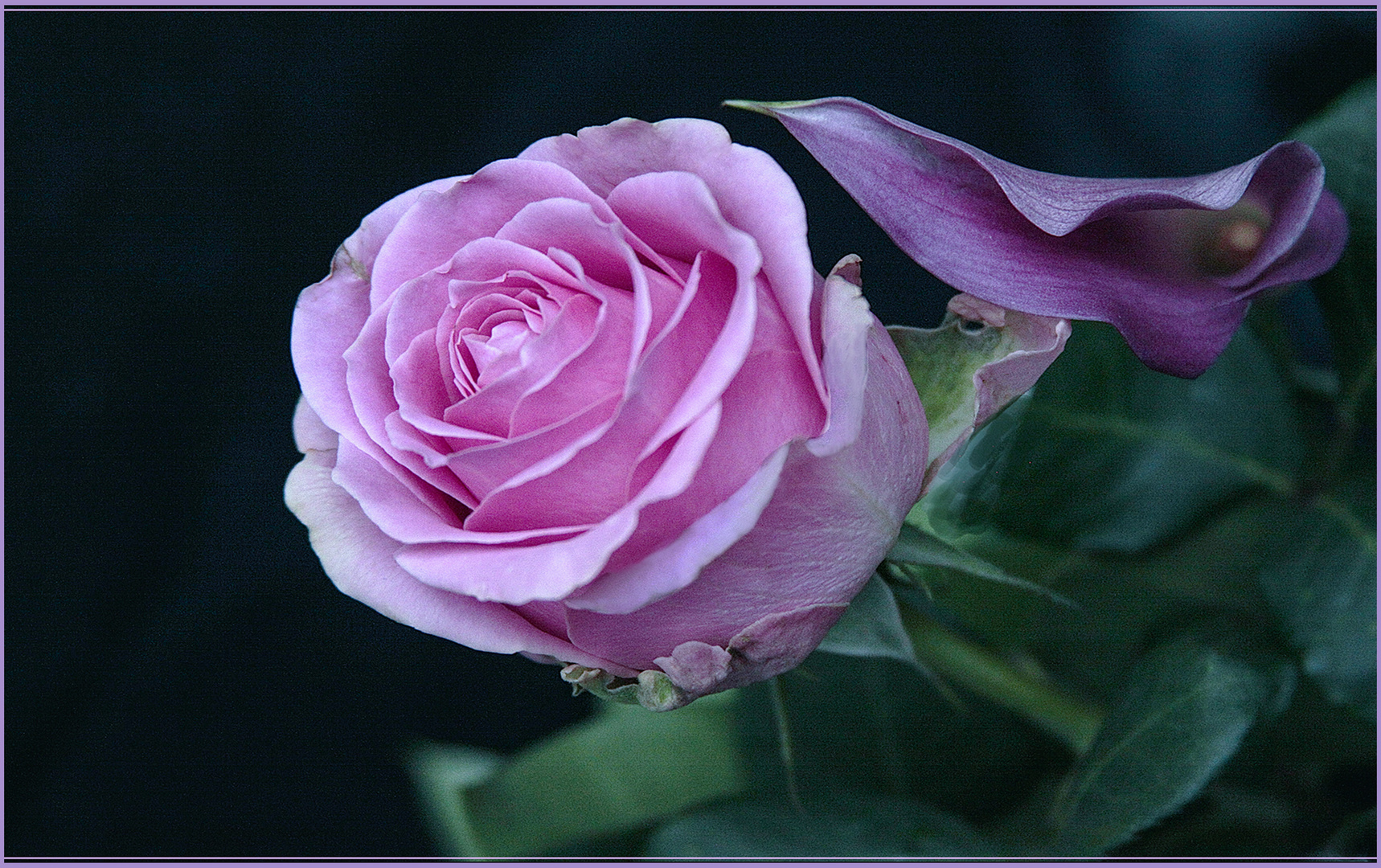 Una rosa rosada Foto & Bild | macro , fotos, natur Bilder auf fotocommunity