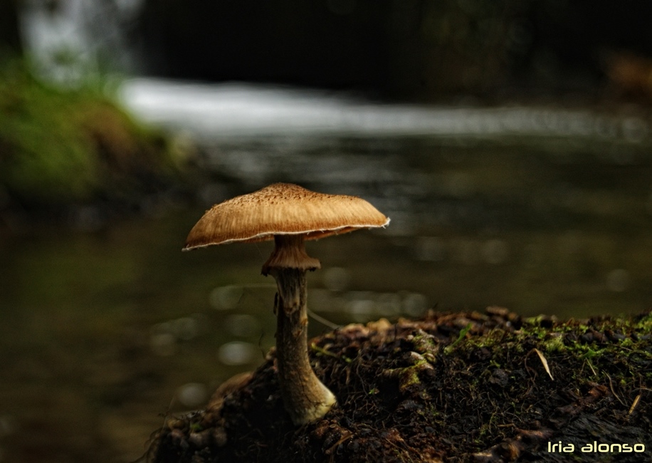 Una seta Imagen & Foto | plantas, flores, mis fotos Fotos de fotocommunity