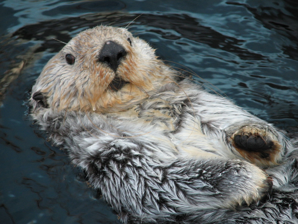 Una simpatica lontra Foto % Immagini| animali, mammiferi allo stato ...