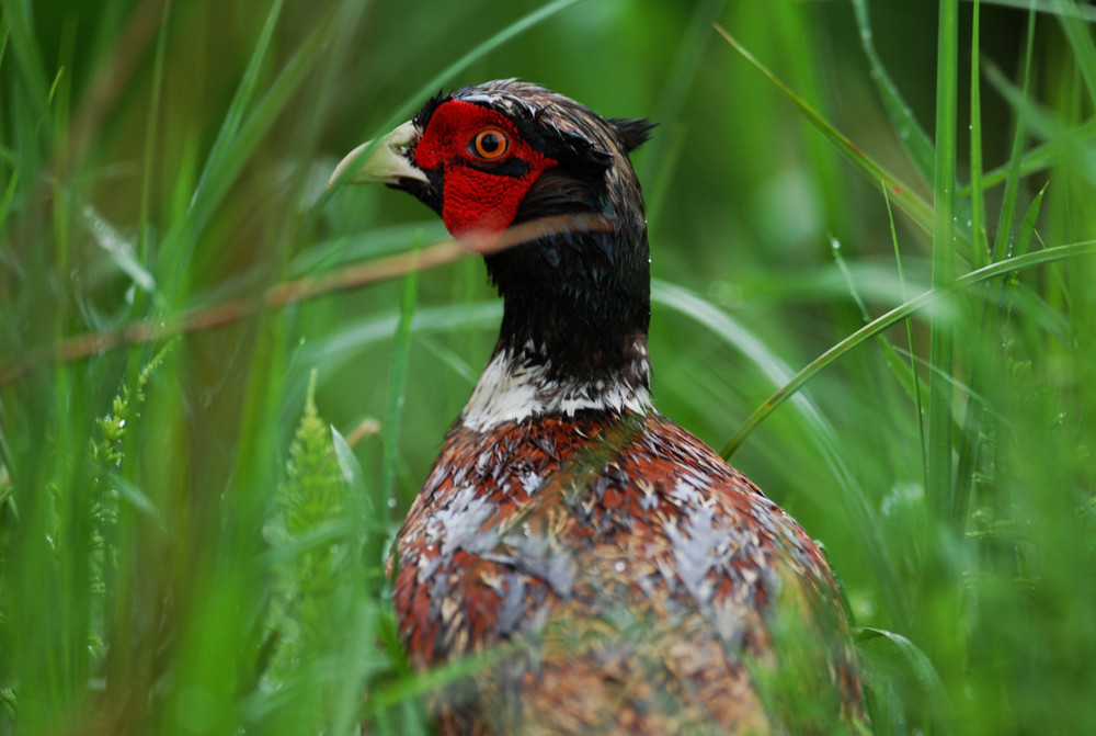 un'altra giornata di pioggia!!! Foto % Immagini| animali, uccelli allo ... un'altra giornata di pioggia!!! Foto % Immagini| animali, uccelli allo ...