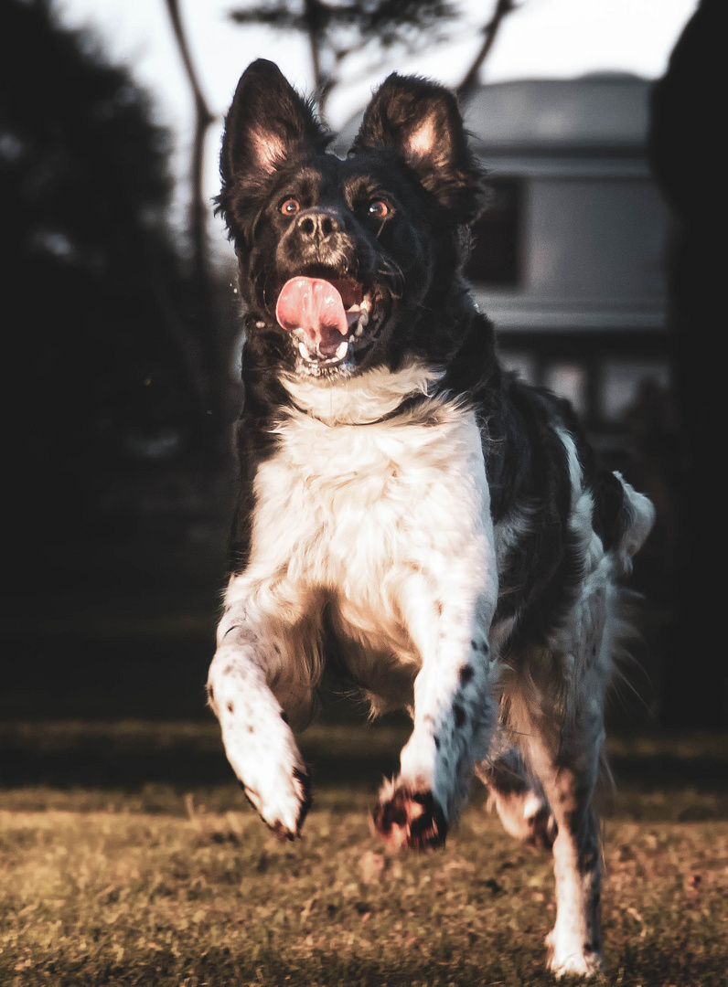 Unbedingt! Foto & Bild | europe, benelux, tiere Bilder auf fotocommunity