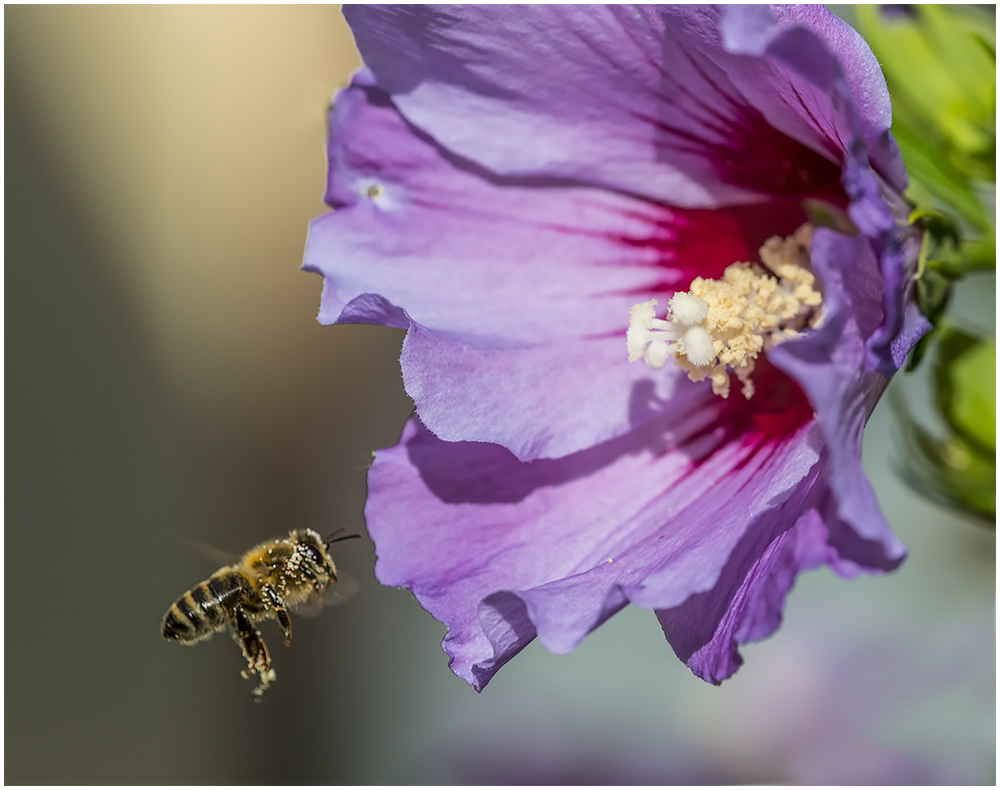 Unbedingt mit auf's Bild Foto & Bild | pflanzen, pilze & flechten ...