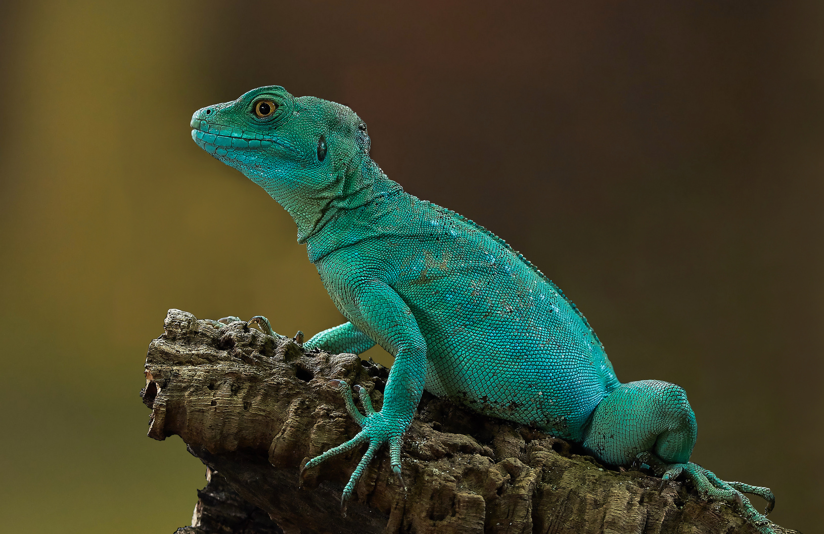 Unbekannte Echse Foto & Bild | tiere, zoo, wildpark & falknerei ...