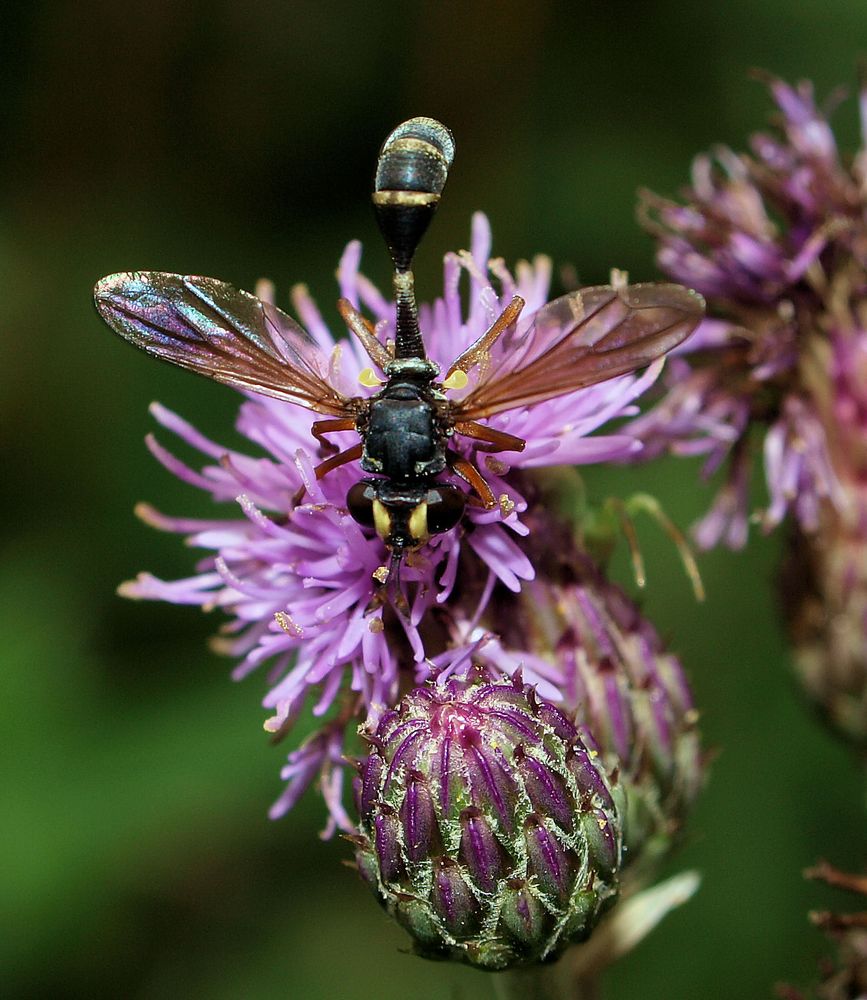 Unbekannte Fliege.... Foto & Bild | tiere, wildlife, insekten Bilder ...