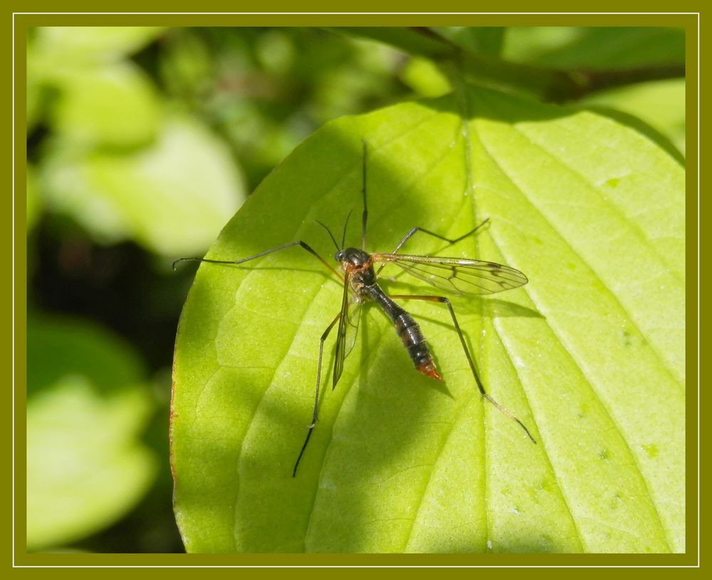 Unbekannte Schnake - Tipula sp. Foto & Bild | natur, fliegen, insekten ...