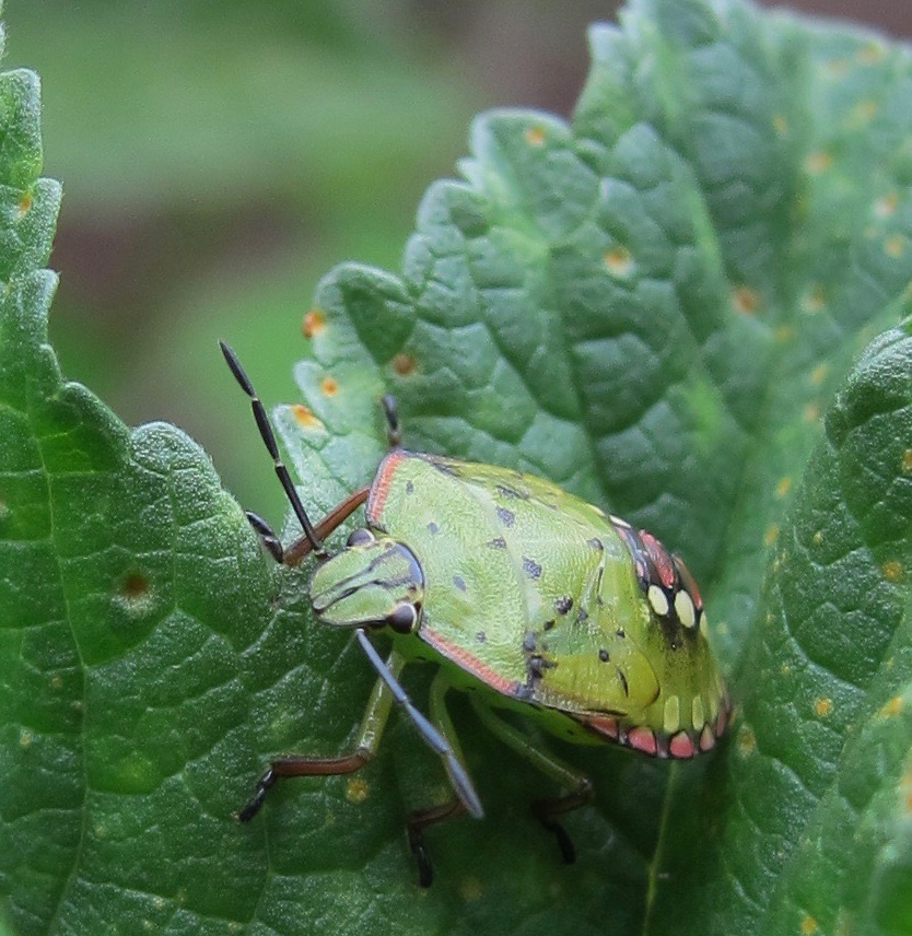 unbekannte Wanze Foto & Bild | natur, tiere, wildlife Bilder auf ...