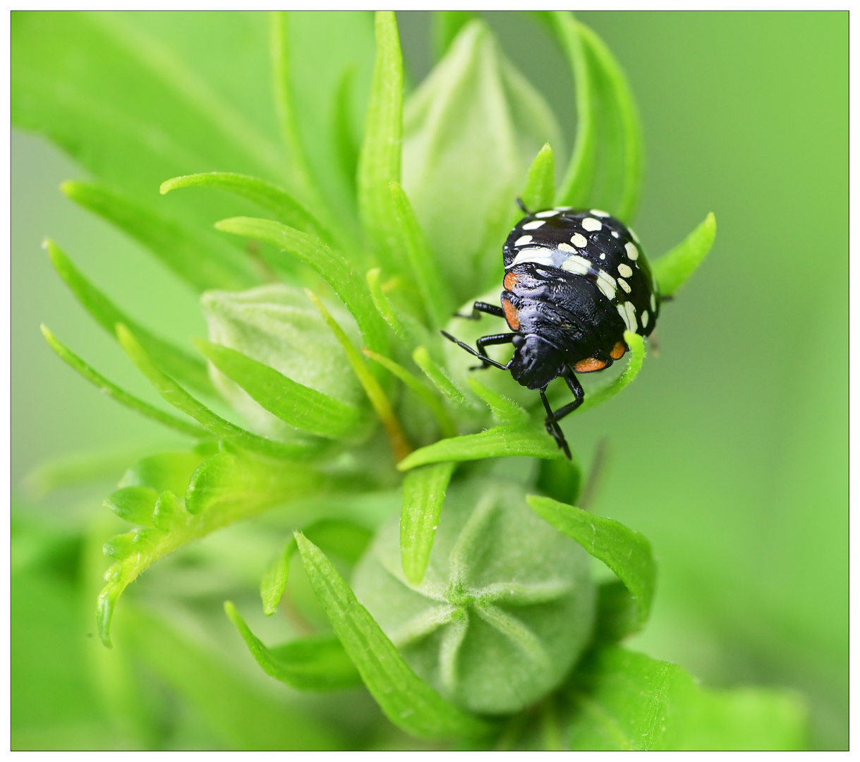 .Unbekannter Käfer an Hibiskus-Knospe Foto & Bild | deutschland, europe ...