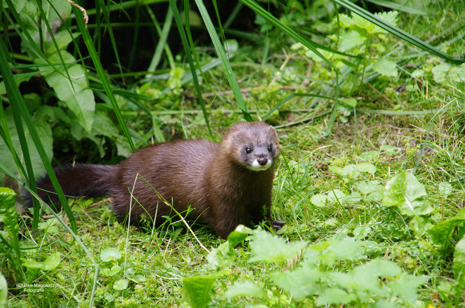 Unbekannter Mader Foto & Bild | anfängerecke - nachgefragt, nachgefragt ...