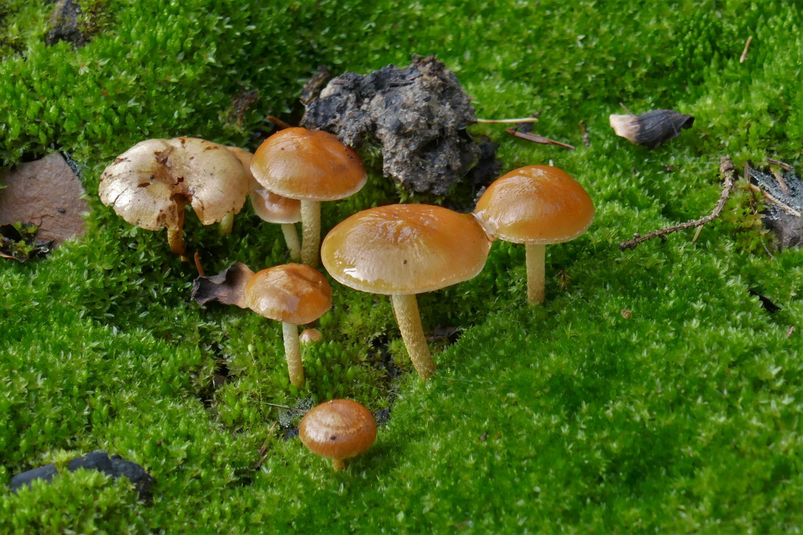 Unbekannter Pilz. - Wahrscheinlich Gifthäubling - tödlich giftig. Foto ...