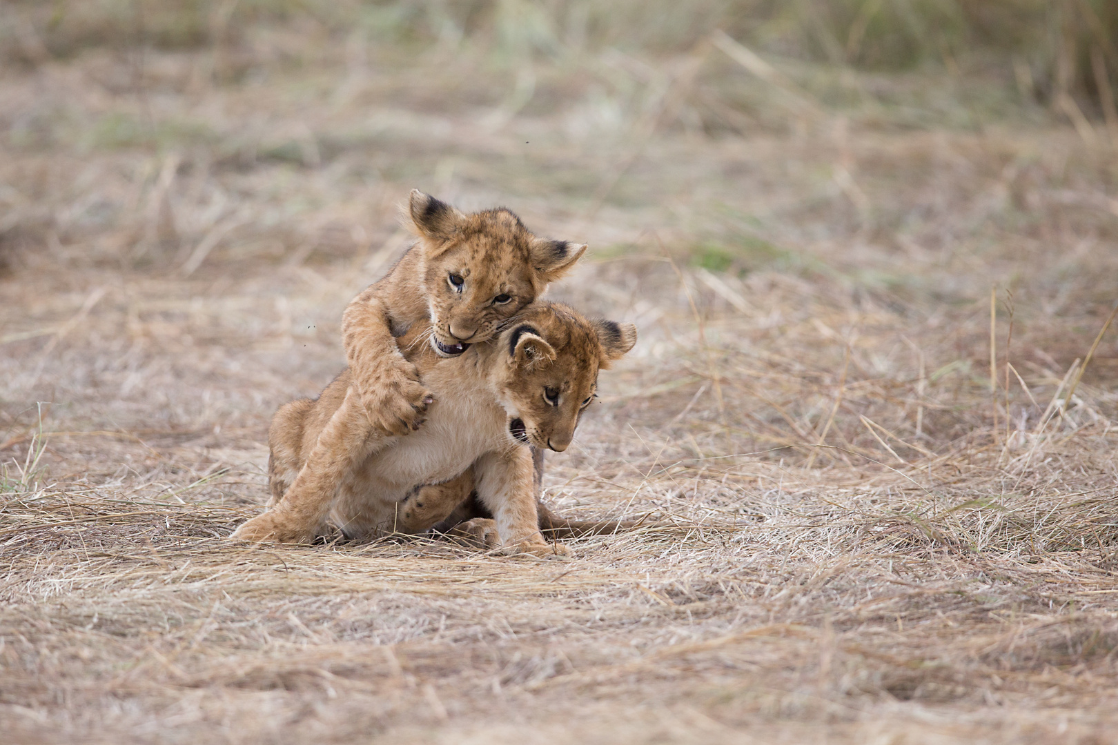 Unbekümmert Foto & Bild | world, natur, afrika Bilder auf fotocommunity