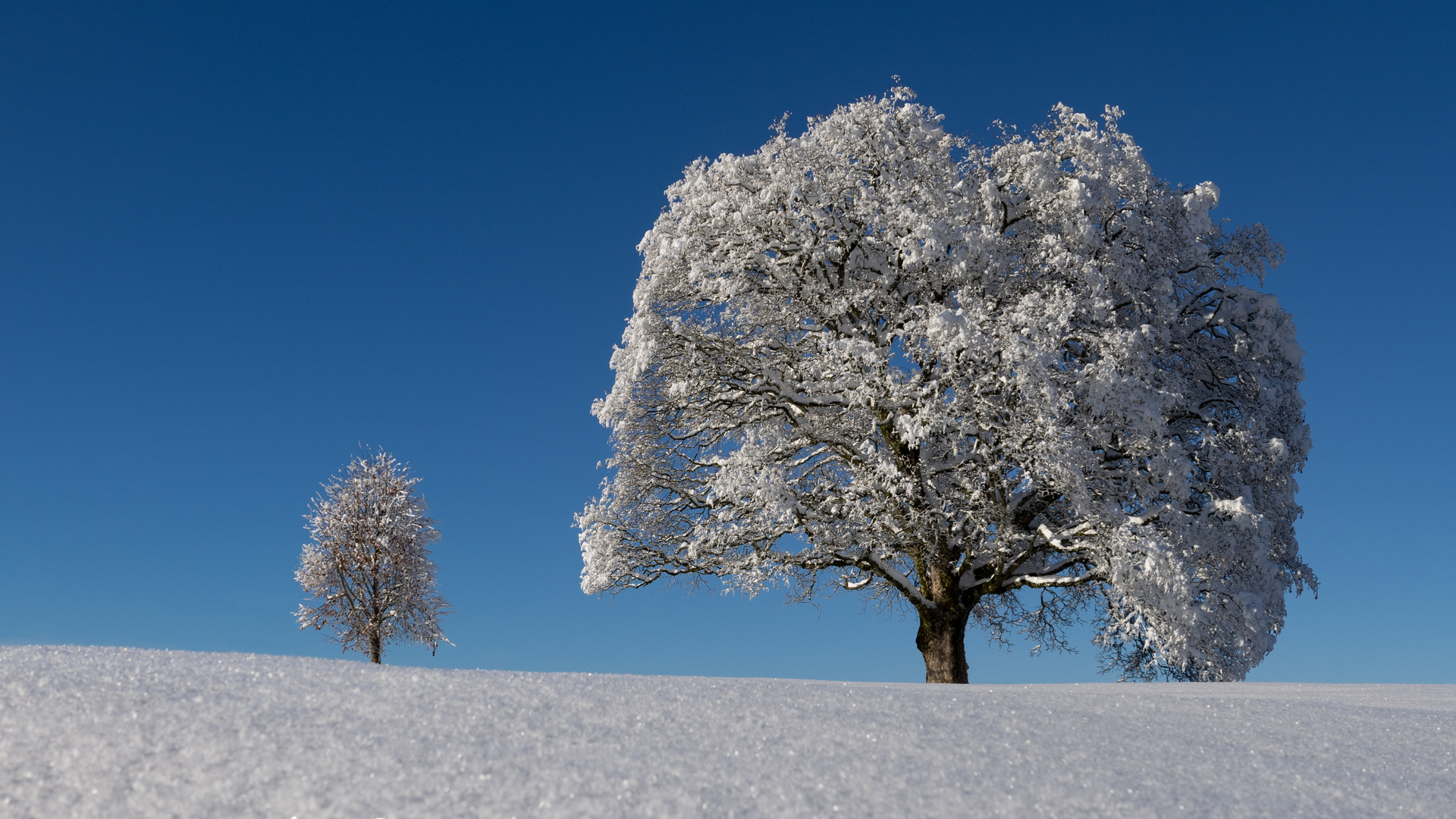 Unberührte Winterlandschaft Foto & Bild | bäume, winter, schnee Bilder auf fotocommunity