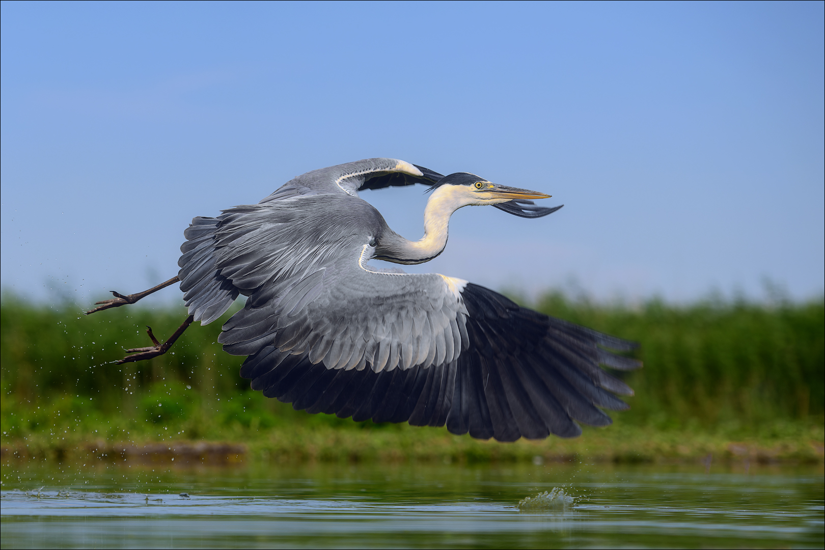 und ab durch die Mitte... Foto & Bild | nature, natur, vogel Bilder auf ...