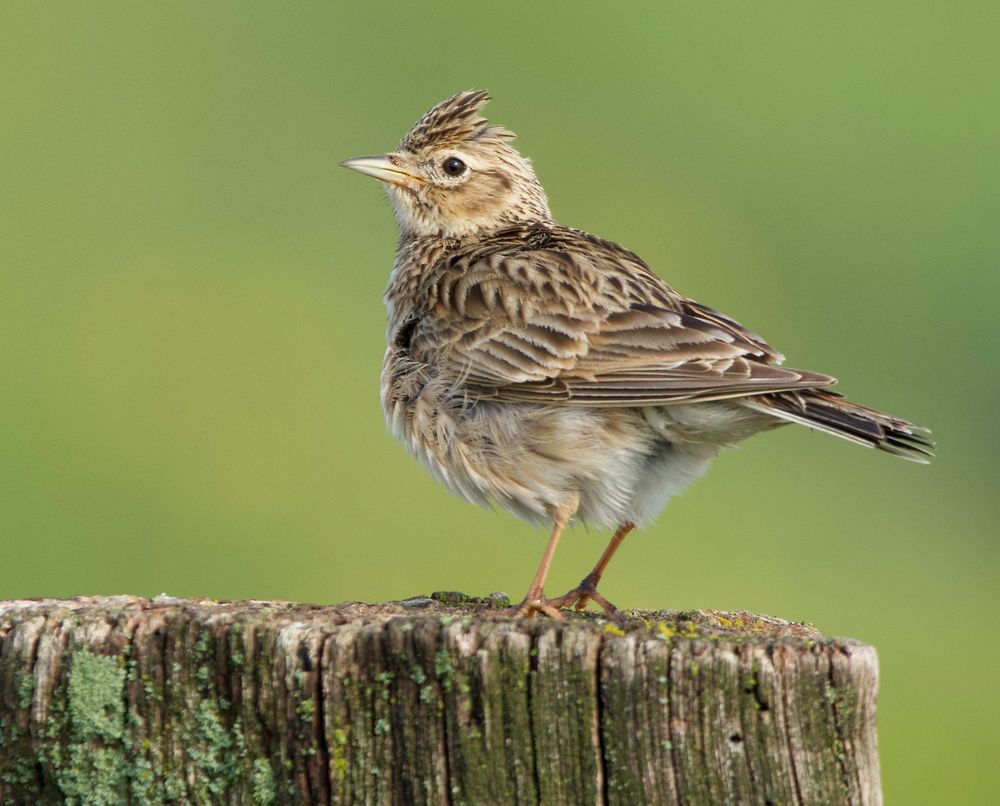 und dann schmiss sie sich in Pose! (bitte full screen) Foto & Bild ...