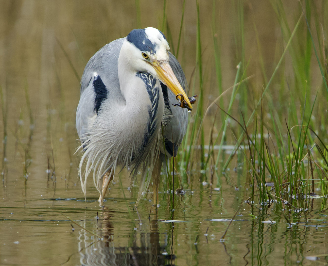 und der arme kleine Molch hatte das Nachsehen! Foto & Bild | wasser ...