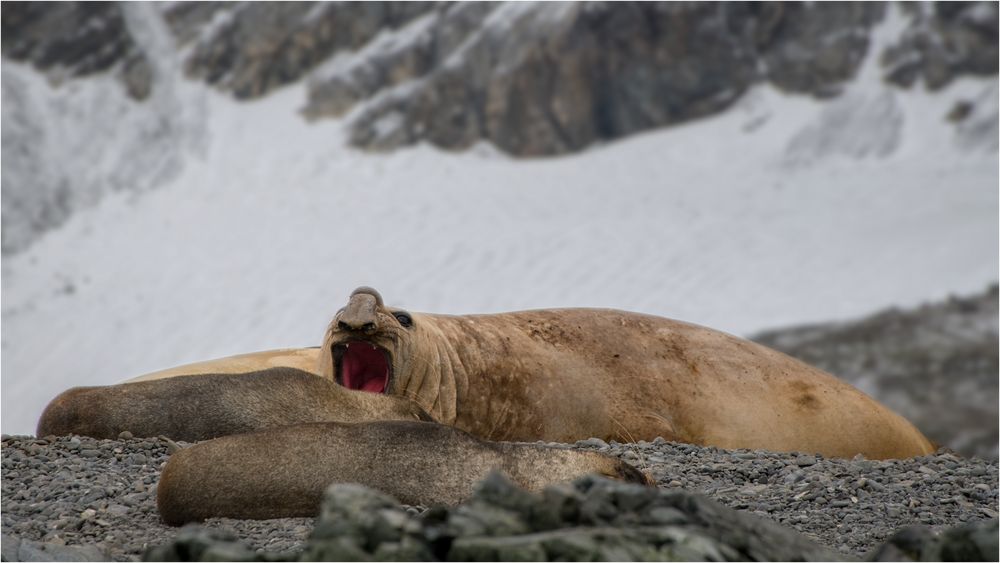 ...und der Bulle Foto & Bild | fotos, world, natur Bilder auf fotocommunity