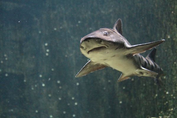 Zoo: Fische Bilder & Fotos