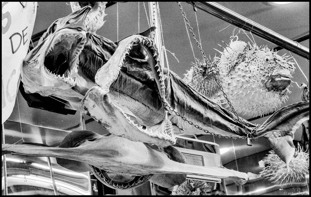 und der Haifisch, der hat Zähne.... Foto & Bild | city, spezial, sw ...