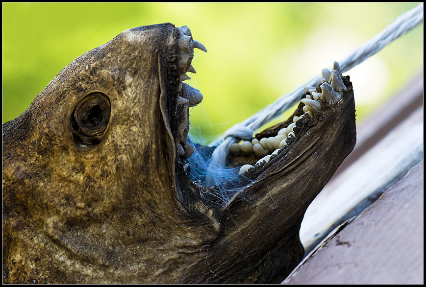 und der haifisch, der hat zähne . . . Foto & Bild | europe, scandinavia ...
