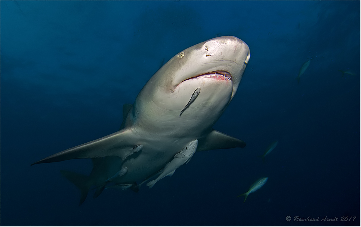 Und der Haifisch, der hat Zähne.... Foto & Bild | meer, natur, ozean ...