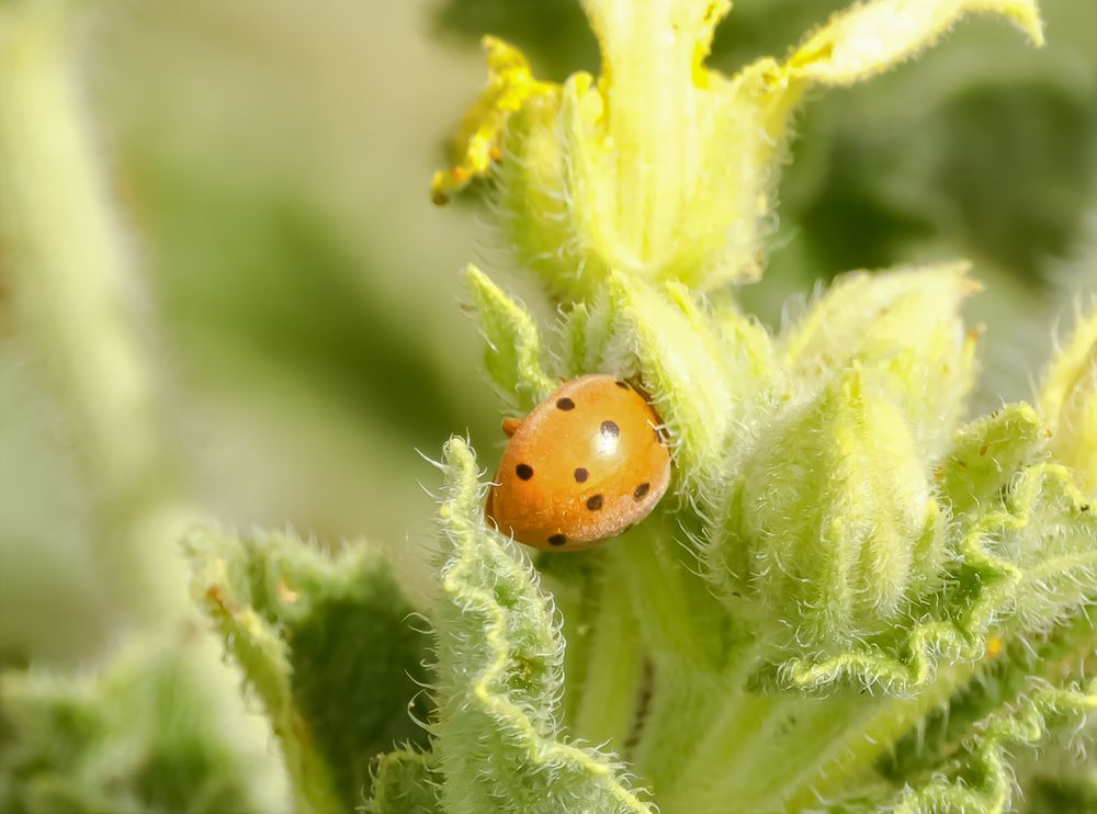 und der Käfer dazu Foto & Bild | mallorca, natur, insekten Bilder auf ...