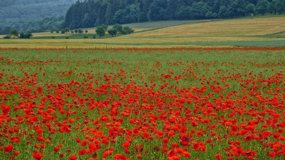Und der Mohn blüht auch noch :-) Foto & Bild | natur, mohn, pflanzen ...