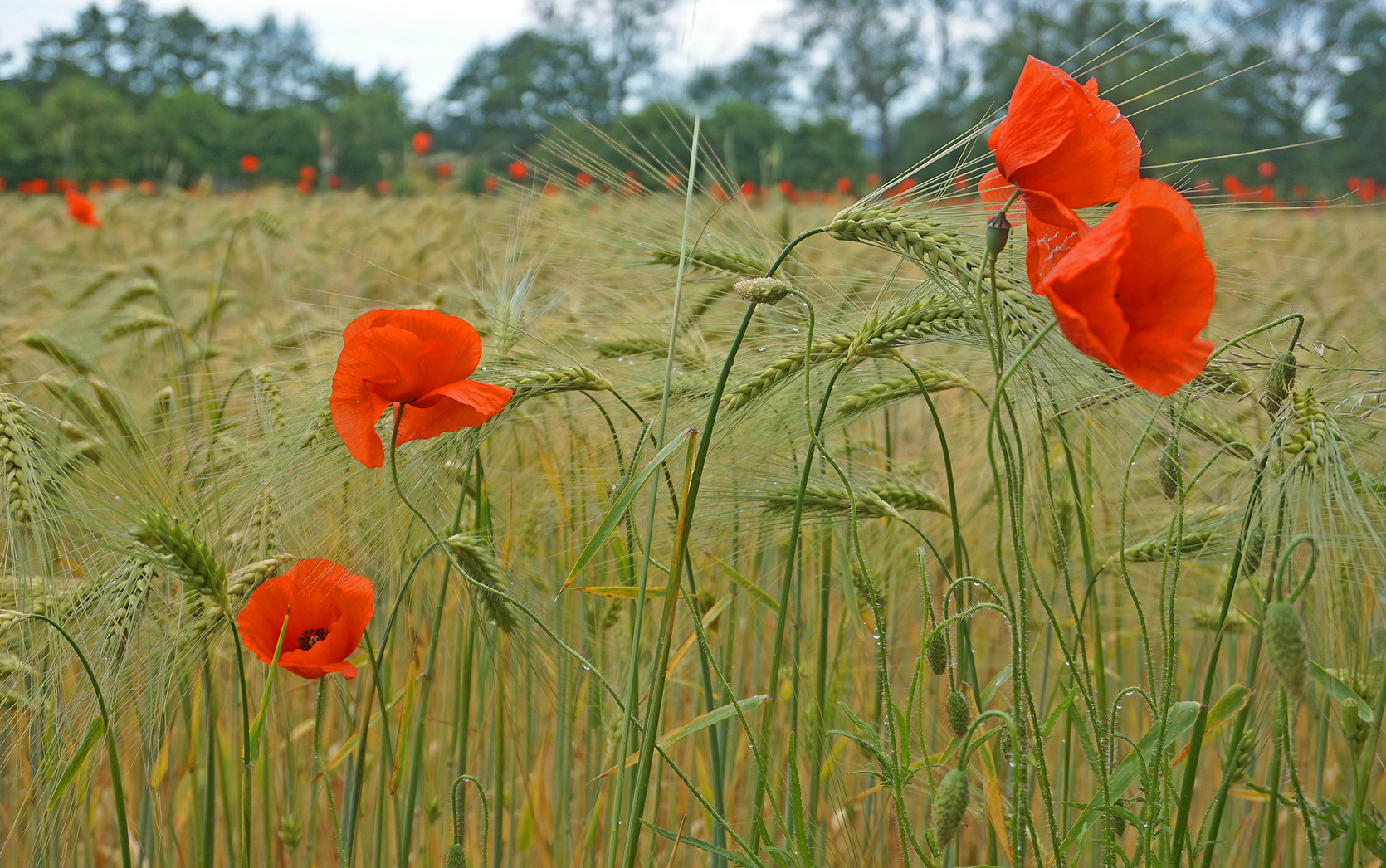 Und der Mohn dazwischen Foto & Bild | world, feld, natur Bilder auf ...