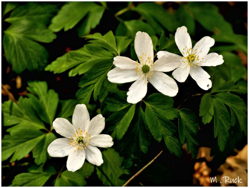 Und die Anemonen bekommen noch genügend Licht von oben , Foto & Bild | pflanzen, pilze ...