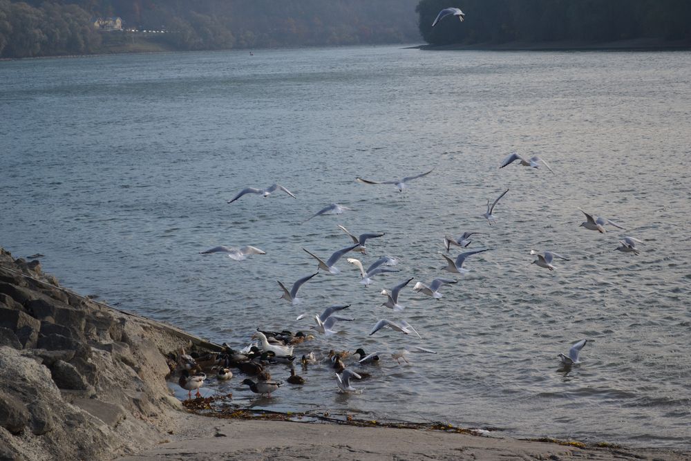 und die Moeven zwitschern..... Foto & Bild | ottensheim Bilder auf ...