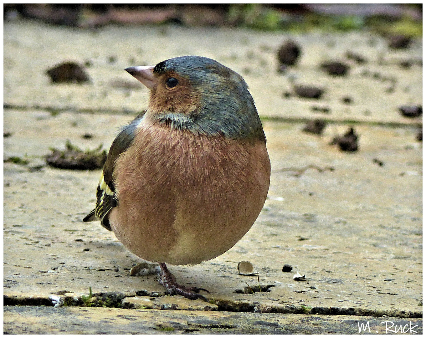 Und er wollte unbedingt auf das Bild und ins Netz der FC Foto & Bild ...