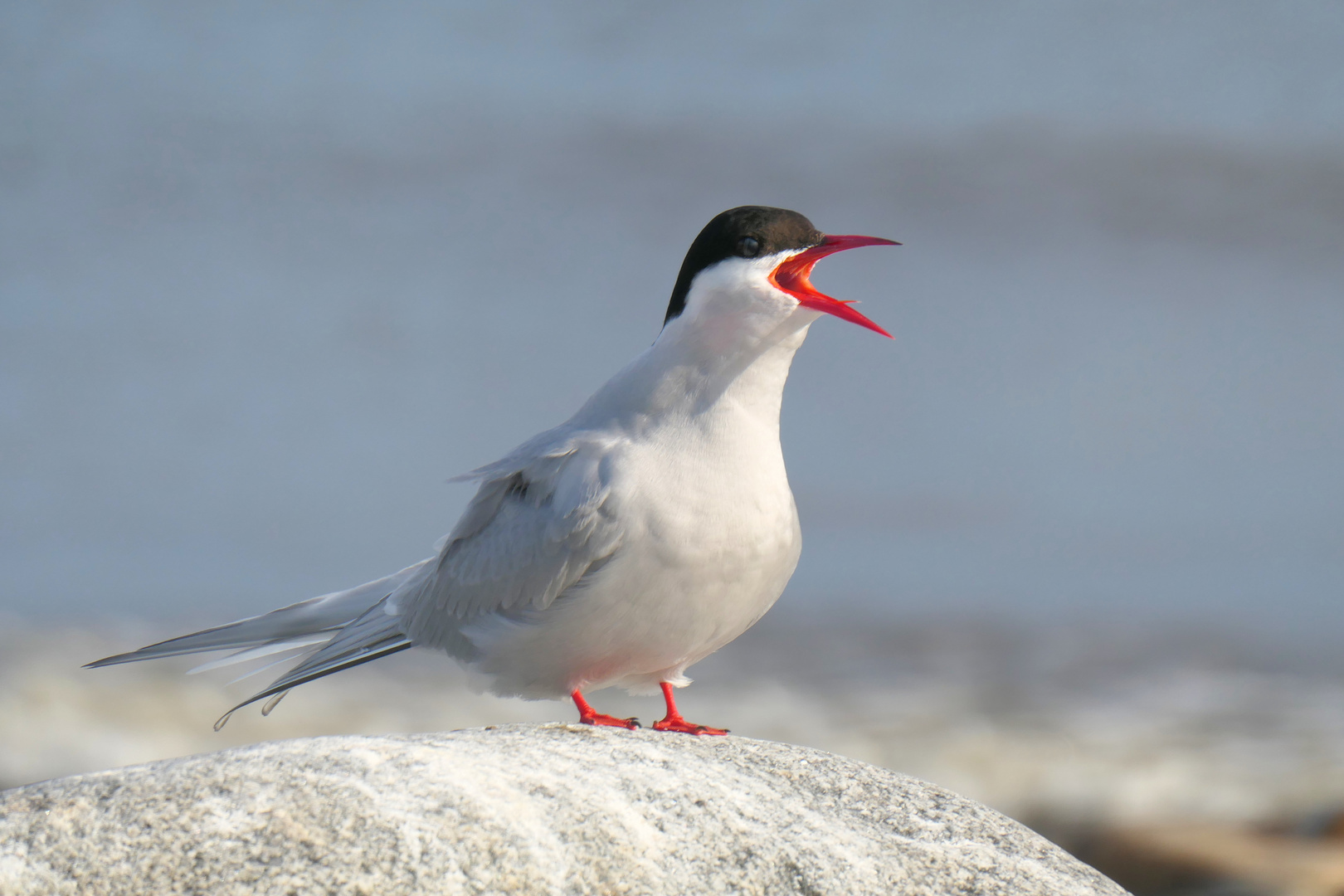 und es war viel Geschrei Foto & Bild | natur, vogel, tiere Bilder auf ...
