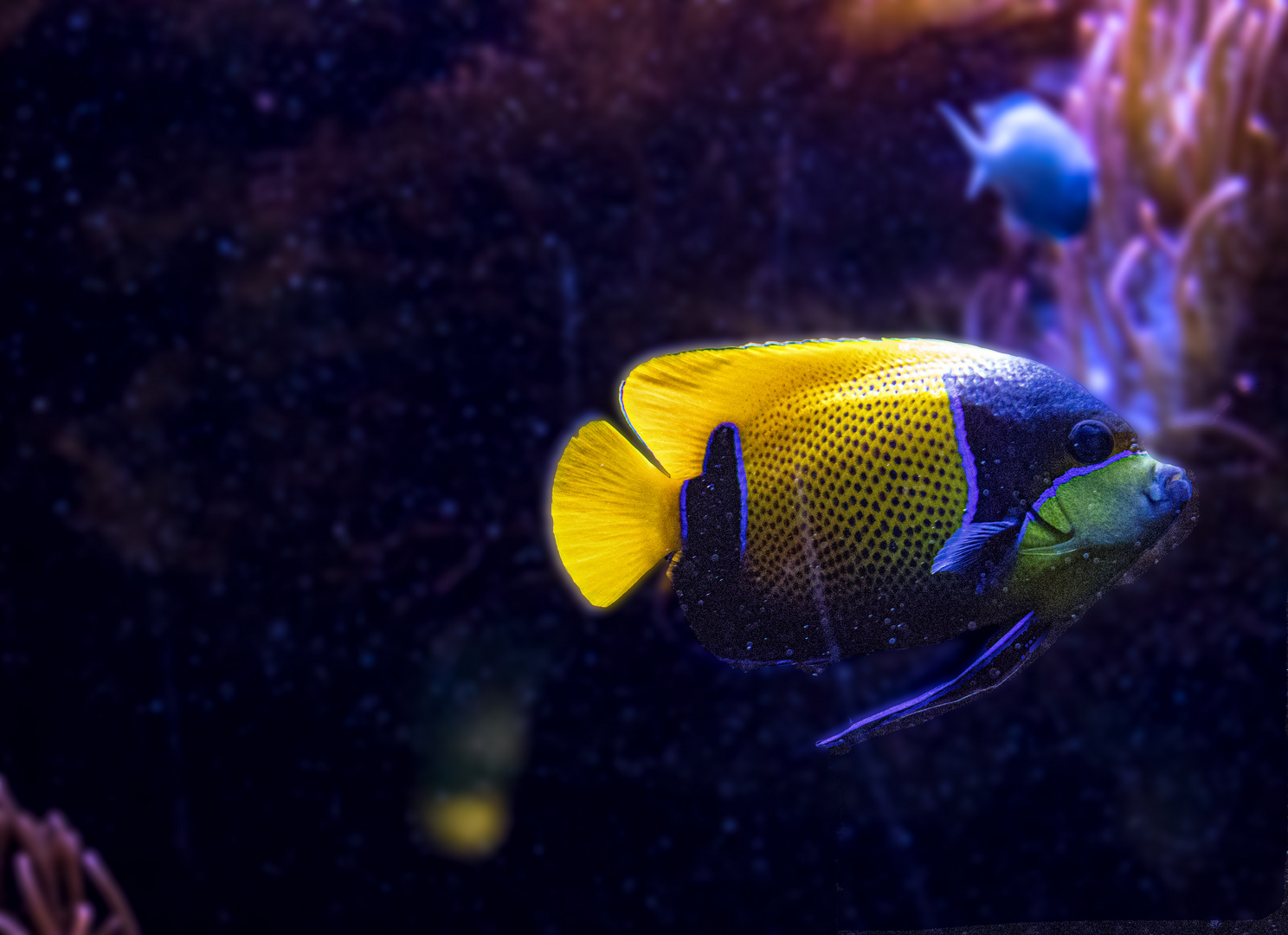 Und freitags gibt es Fisch Foto & Bild | tiere, zoo, wildpark ...